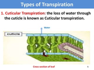 Transpiration with its types | PPTX