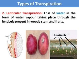 Transpiration with its types | PPTX
