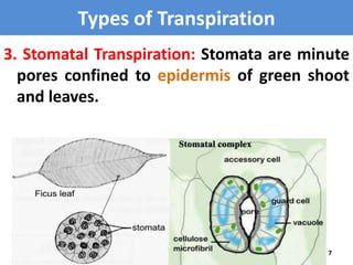 Transpiration with its types | PPTX