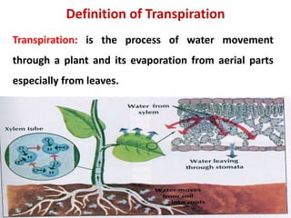 Transpiration Definition