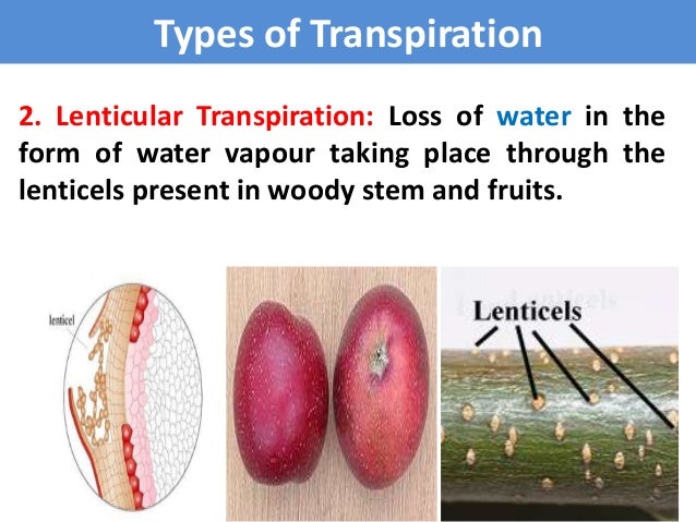 Transpiration with its types