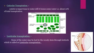 Transpiration | PPTX