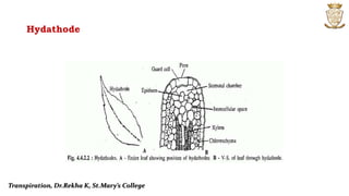 Botany:Transpiration | PPTX | Gardening | Home & Garden