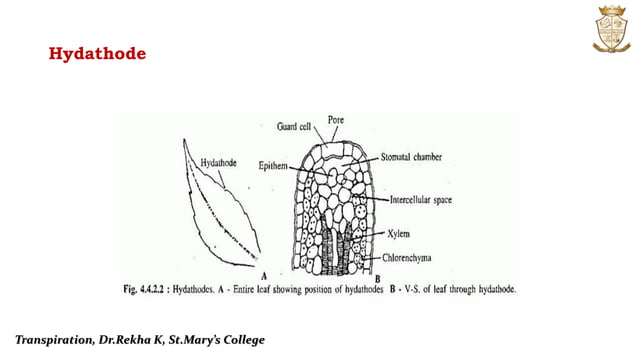 Botany:Transpiration | PPT