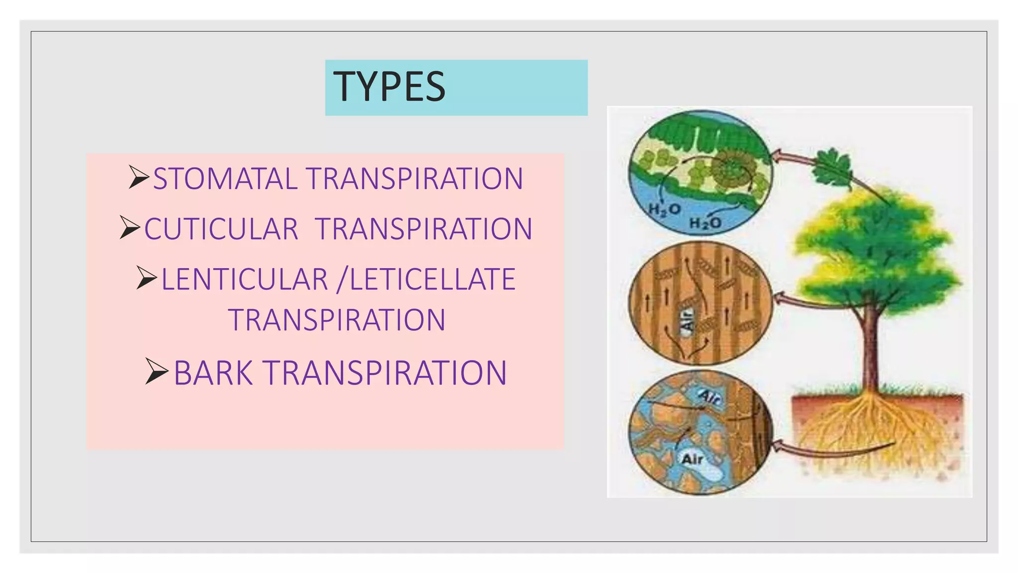 Transpiration and its types | PPTX