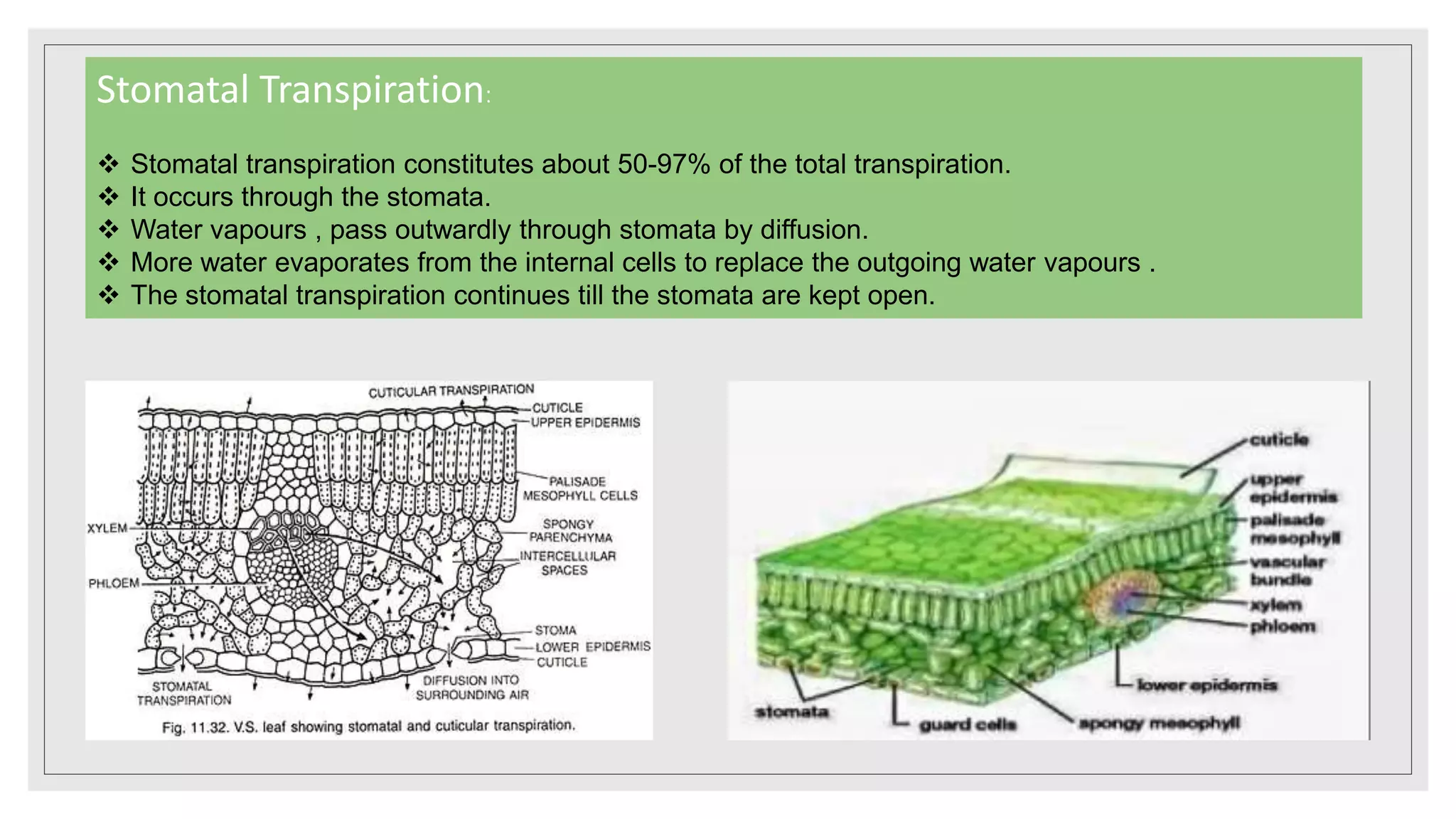 Transpiration and its types | PPTX