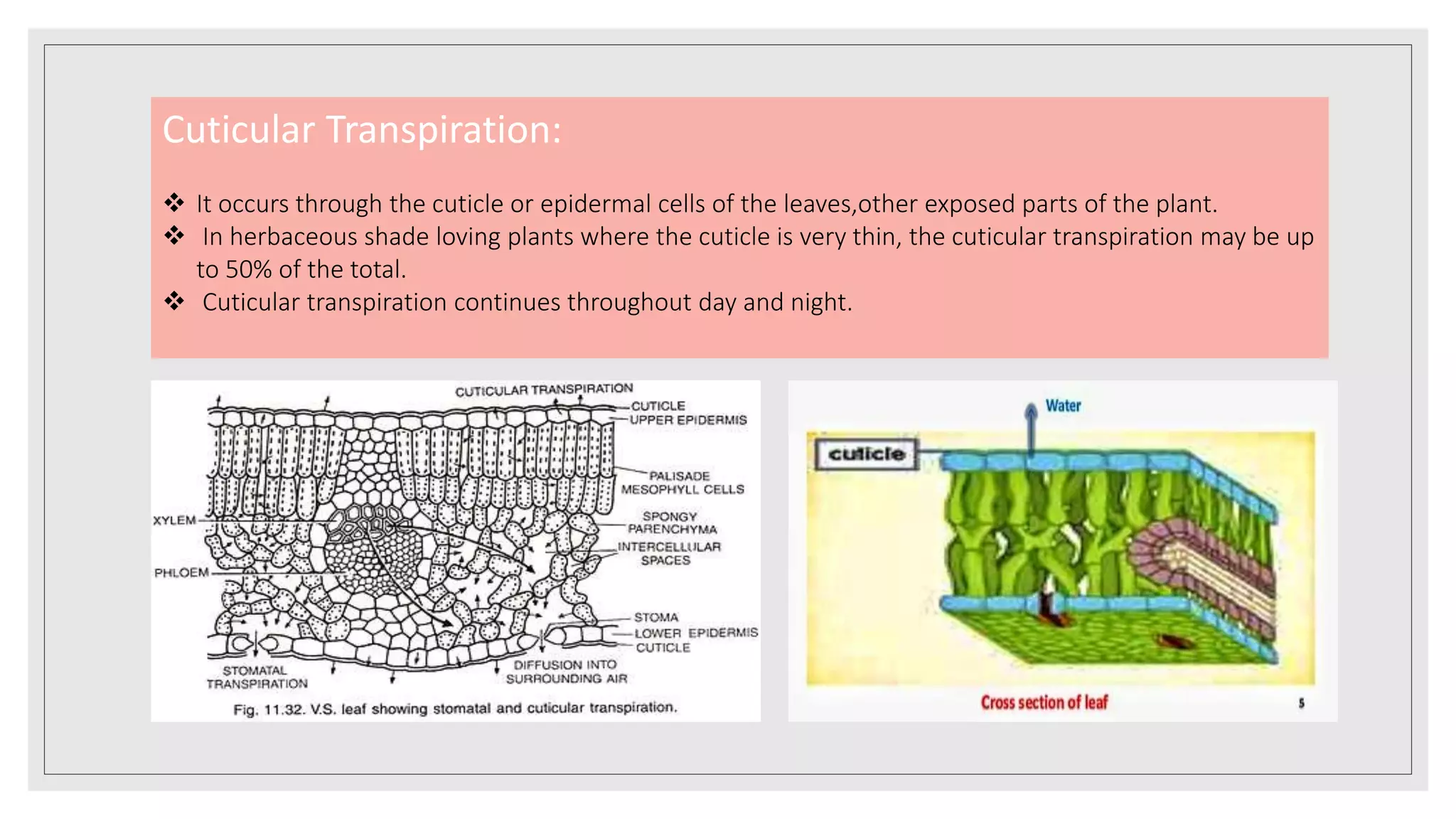 Transpiration and its types | PPTX