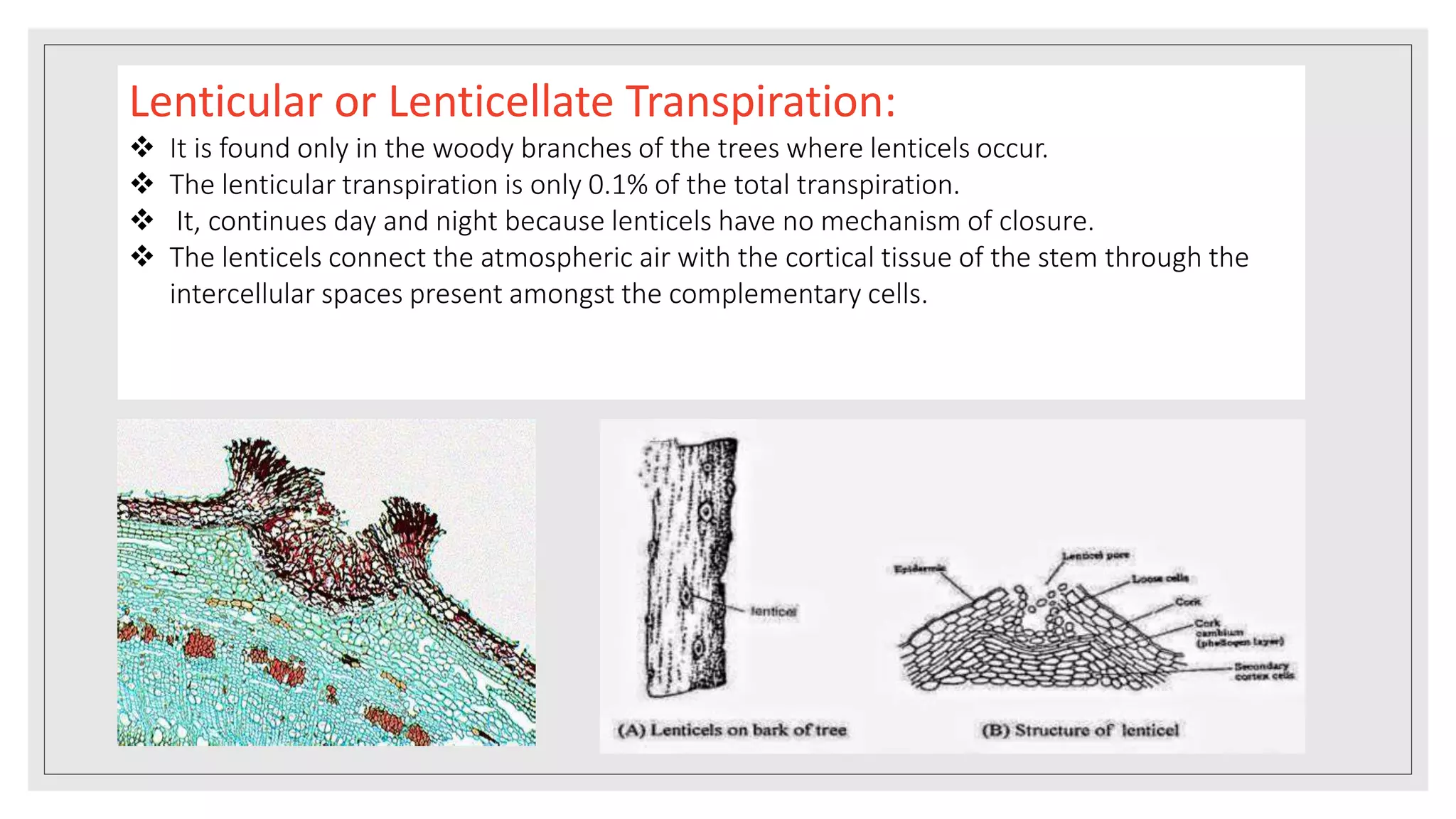 Transpiration and its types | PPTX