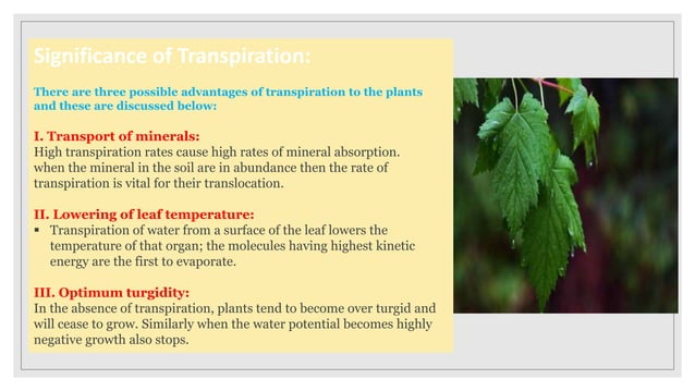 Transpiration and its types | PPTX | Gardening | Home & Garden