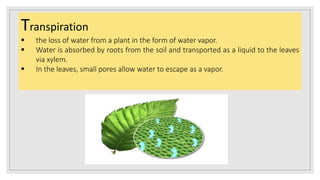 Transpiration and its types | PPTX