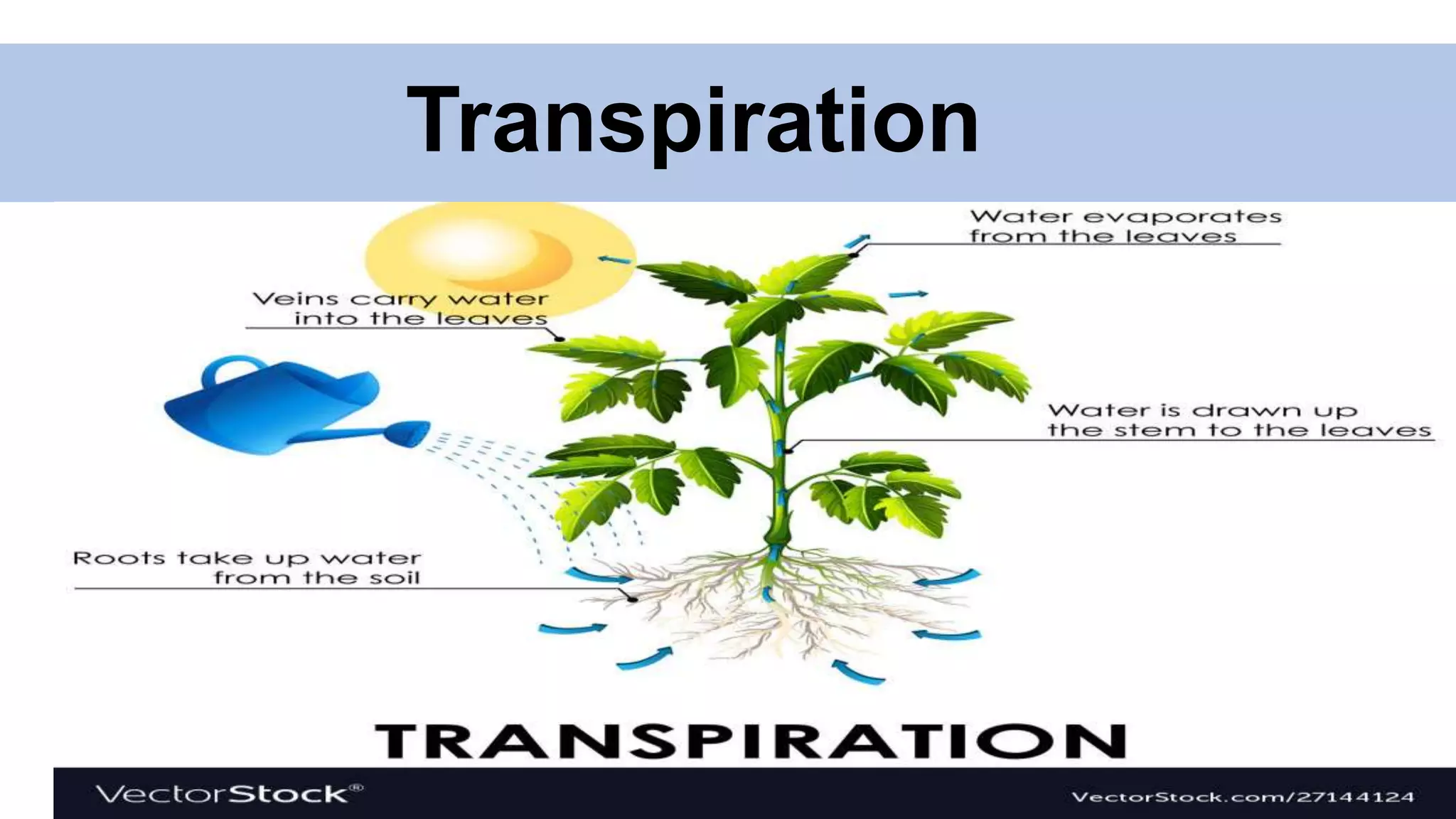 Transpiration | PPTX