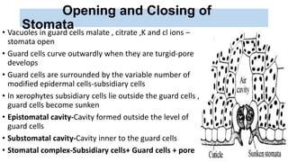 Transpiration | PPTX