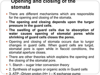 Transpiration | PPTX