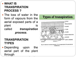 Transpiration | PPTX