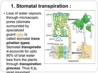 Transpiration | PPTX