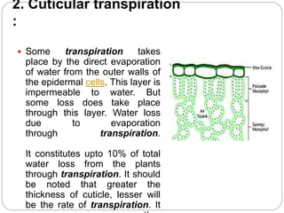 Transpiration | PPTX