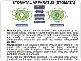 Transpiration | PPTX
