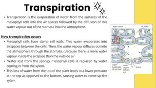 Transpiration.pptx