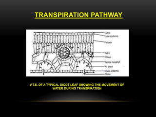 TRANSPIRATION.pptx