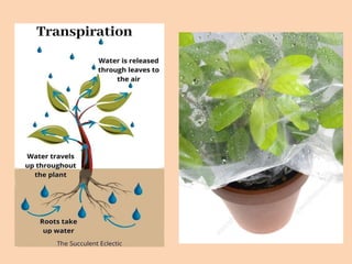 Transpiration.pptx