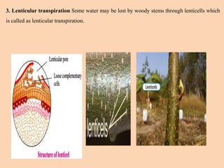 Transpiration.pptx