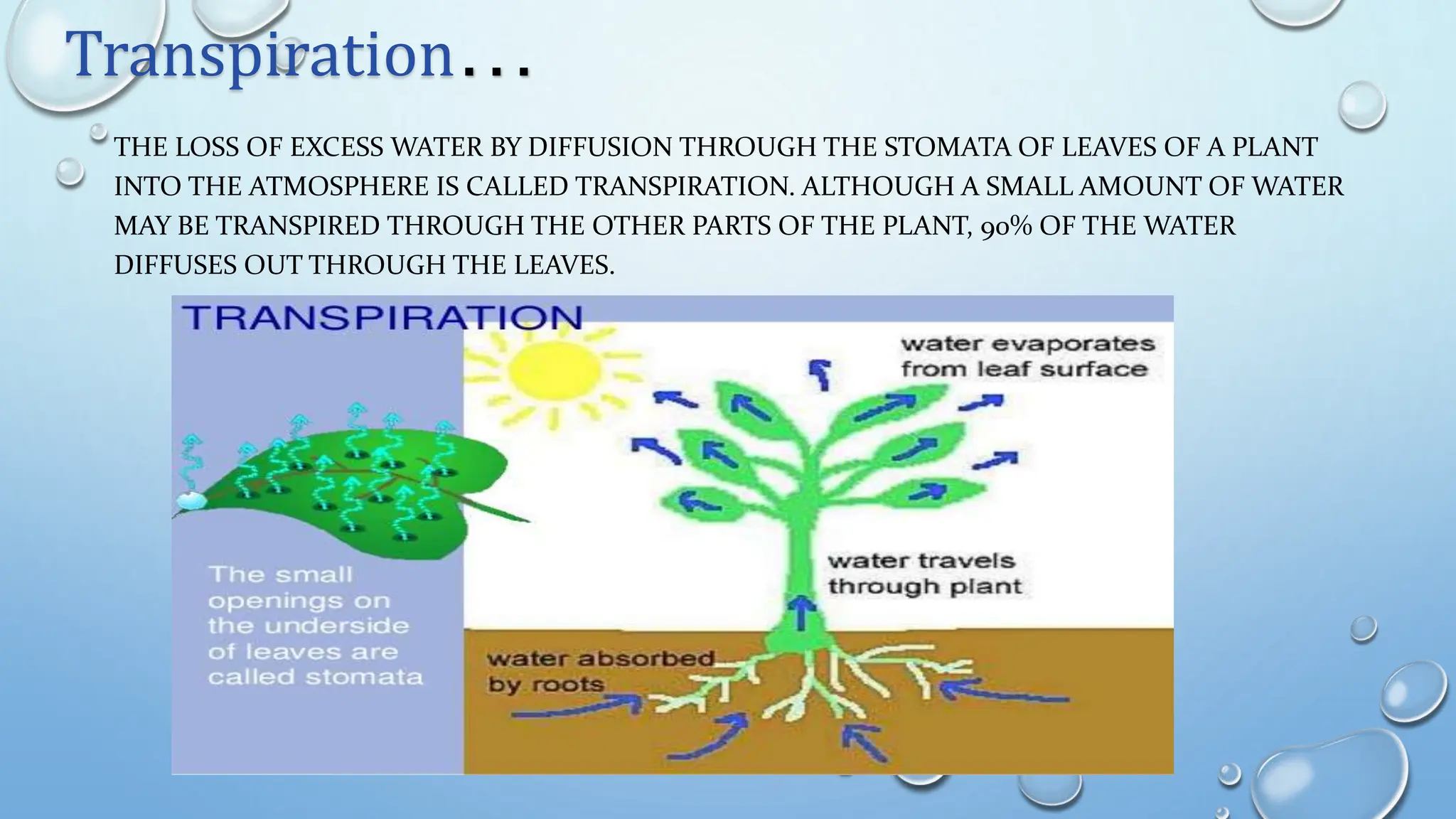 Presentation on Transpiration and its types.pptx