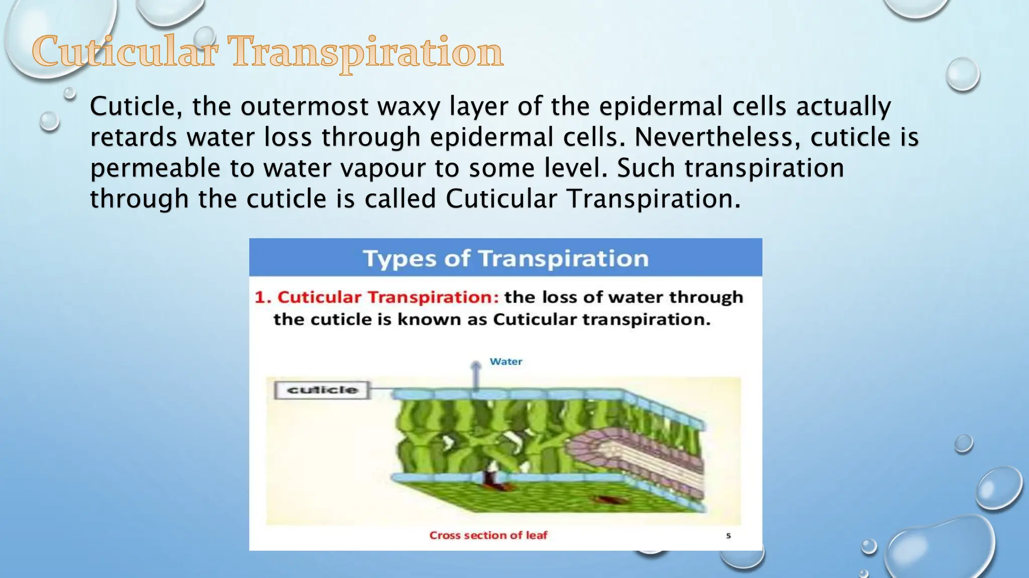 Presentation on Transpiration and its types.pptx