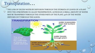 Presentation on Transpiration and its types.pptx