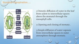 Presentation on Transpiration and its types.pptx