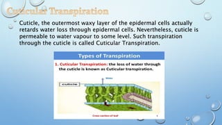 Presentation on Transpiration and its types.pptx