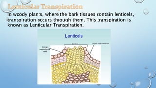 Presentation on Transpiration and its types.pptx