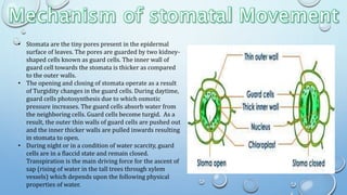 Presentation on Transpiration and its types.pptx