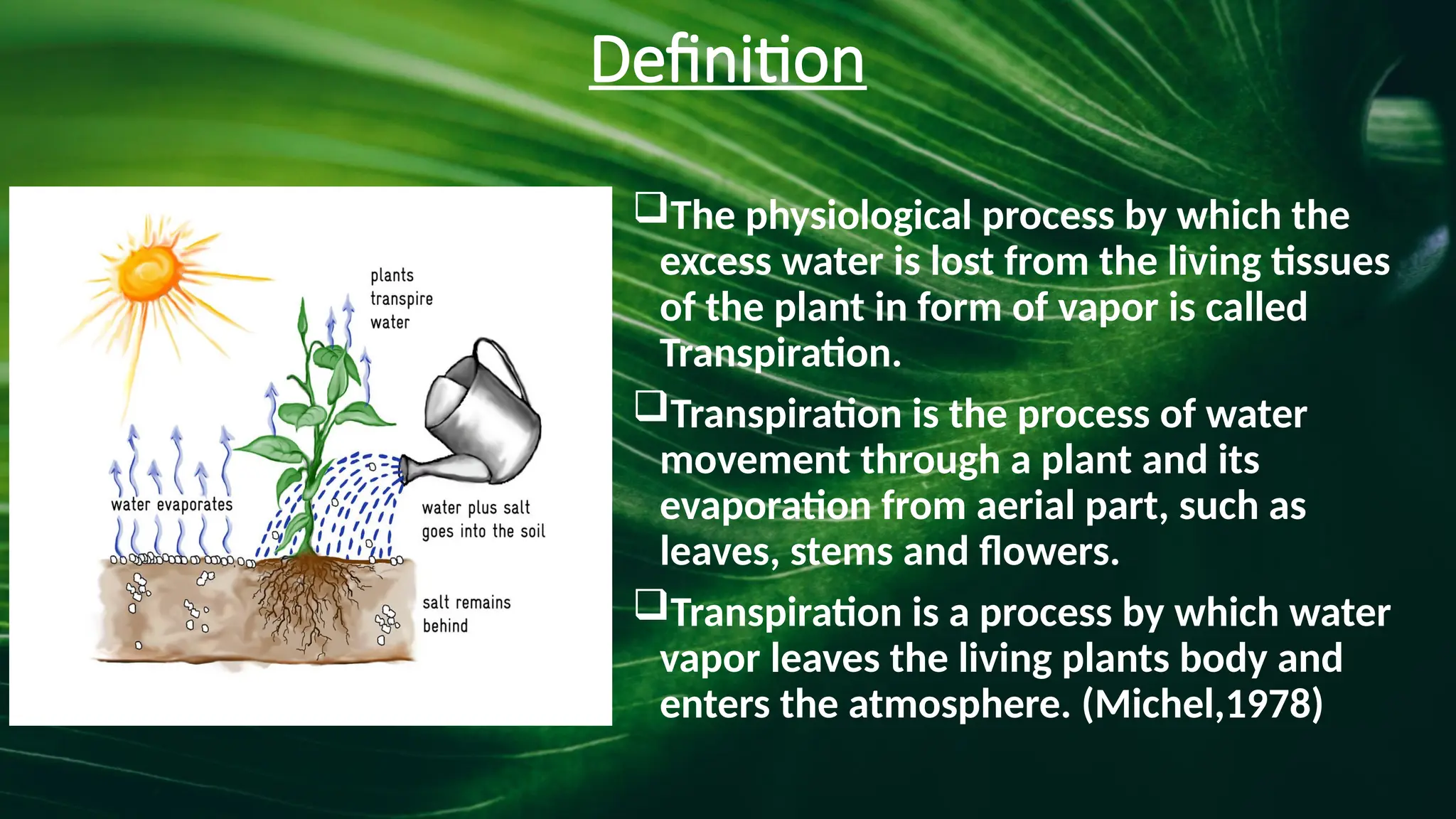 Types of Transpiration system of plants. | PPTX | Gardening | Home & Garden