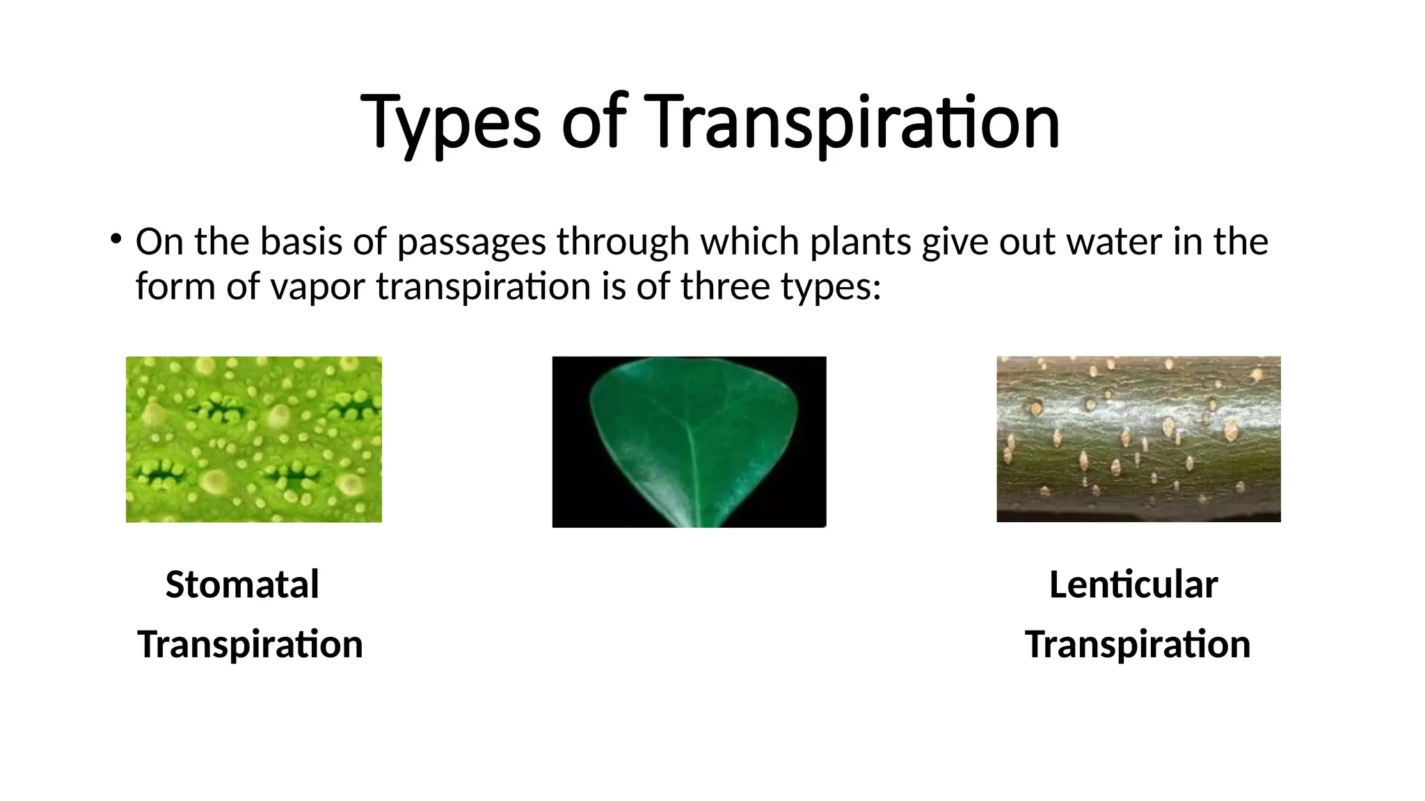 Types of Transpiration system of plants. | PPTX