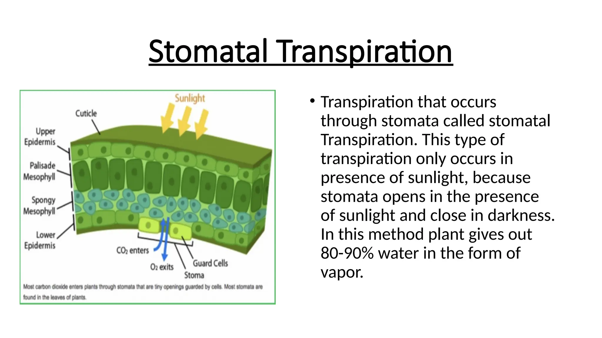 Types of Transpiration system of plants. | PPTX