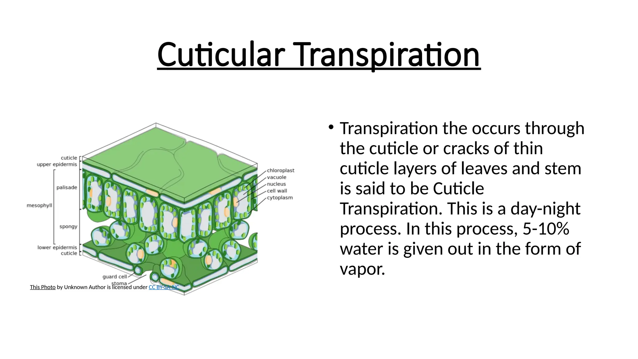 Types of Transpiration system of plants. | PPTX