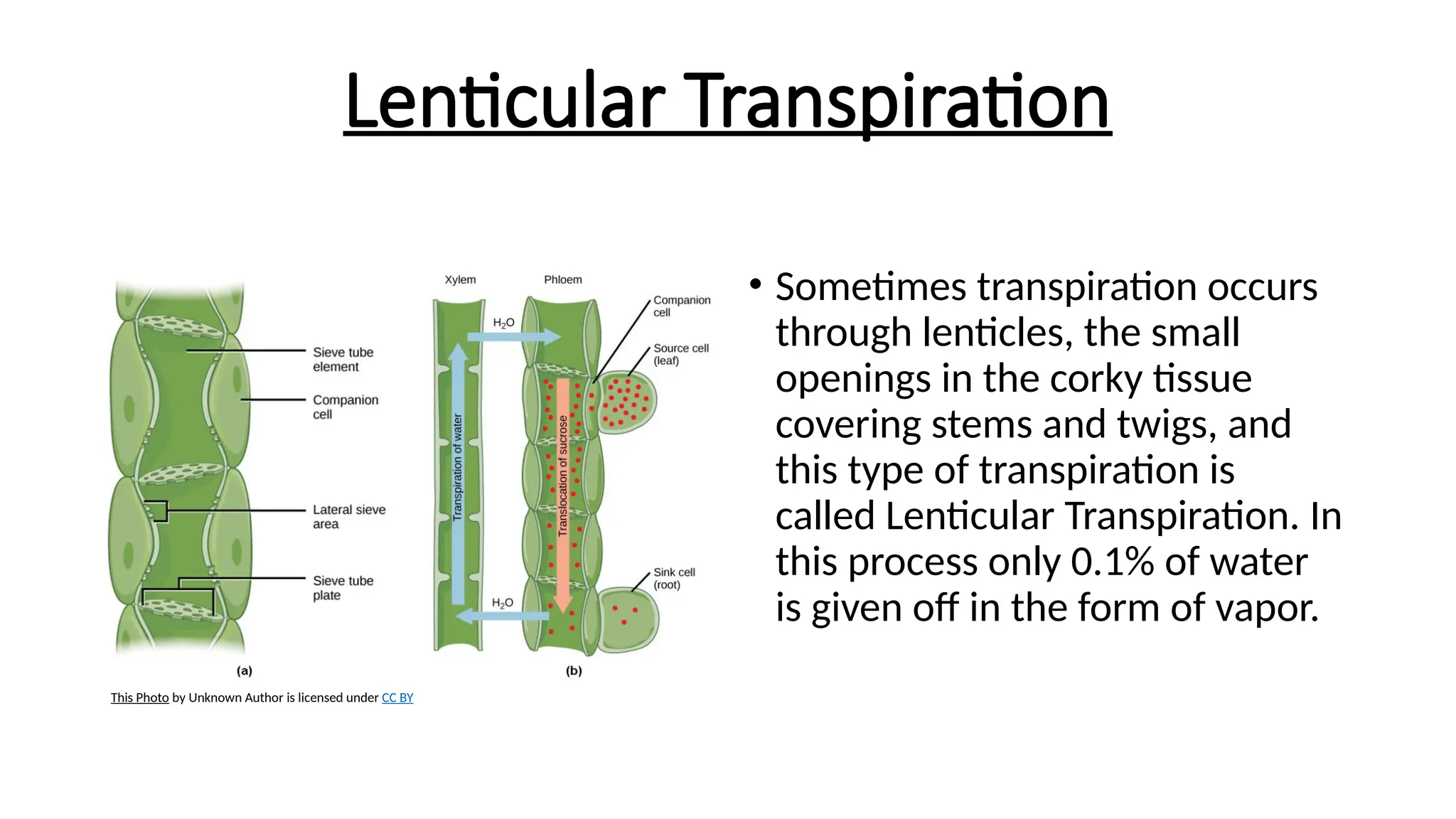 Types of Transpiration system of plants. | PPTX