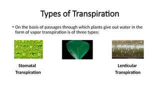 Types of Transpiration system of plants. | PPTX