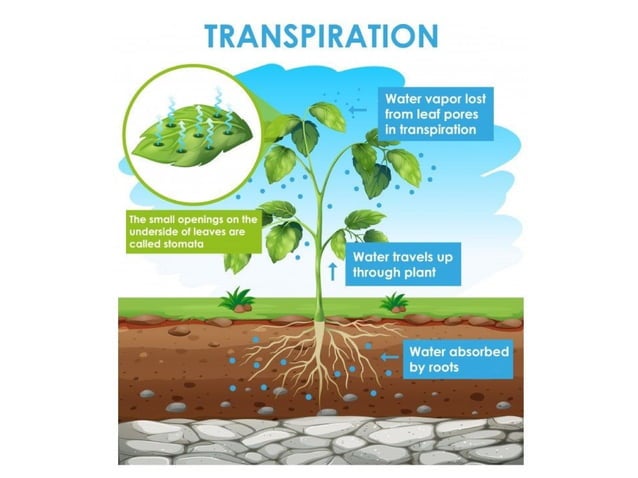Transpiration for the 8th grades about it | PPTX