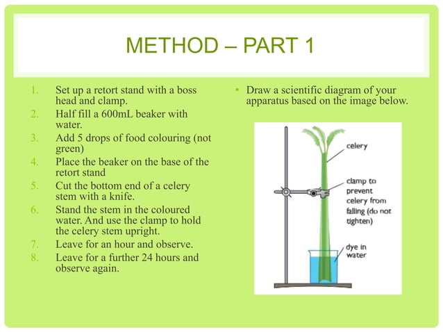 Transpiration experiment | PPTX | Chemistry | Science