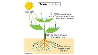 Transpiration in plants-Plant physiology.pptx
