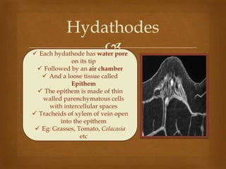 Transpiration-an important physiological feature in plants | PPT