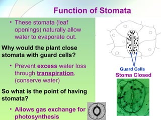 Transpiration 1 | PPT