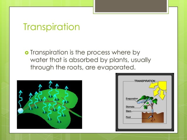 Transpirational pull and transpiration | PPTX