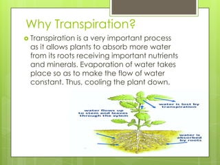 Transpirational pull and transpiration | PPTX