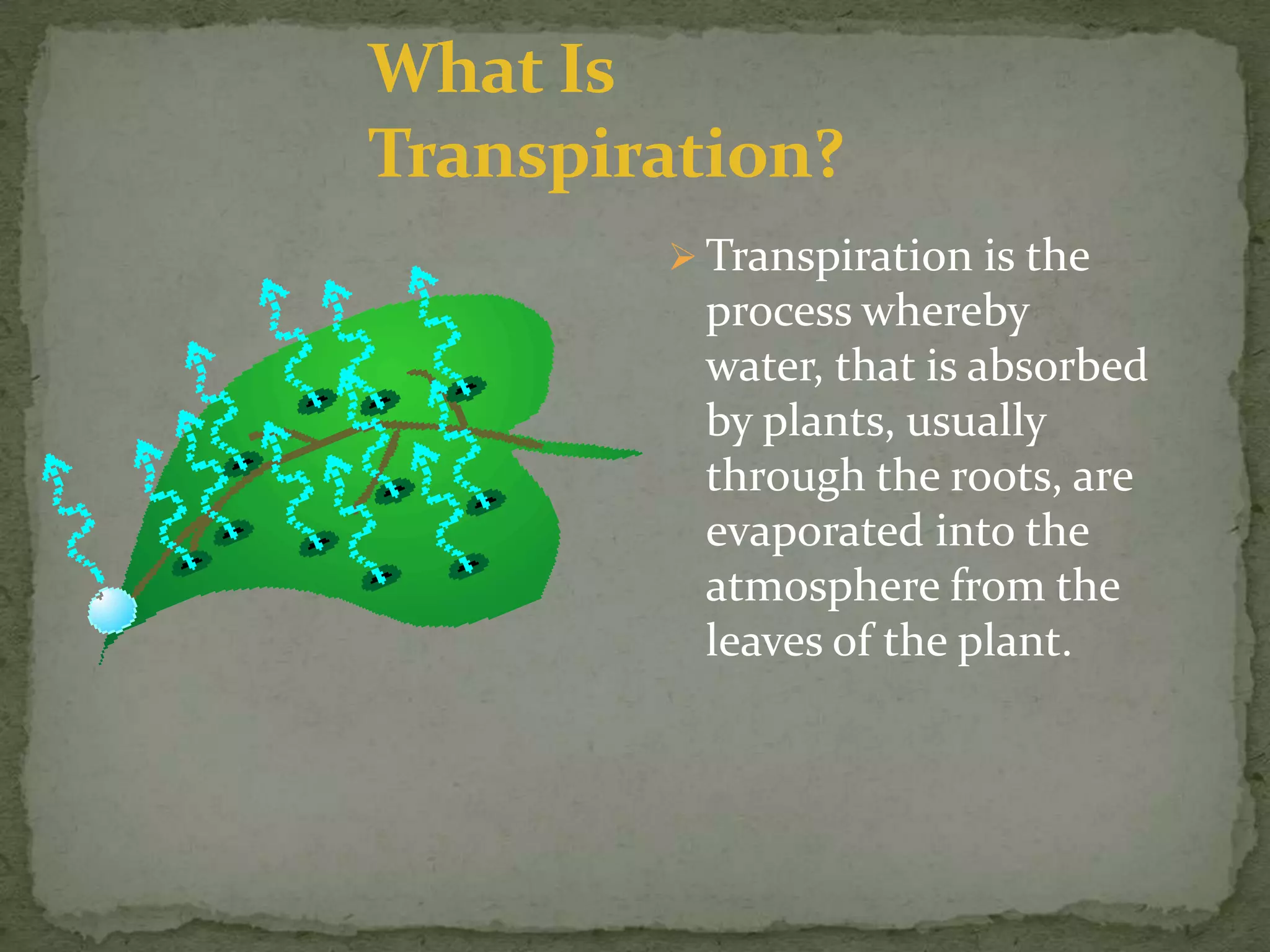 Transpiration and transpirational pull | PPTX | Gardening | Home & Garden