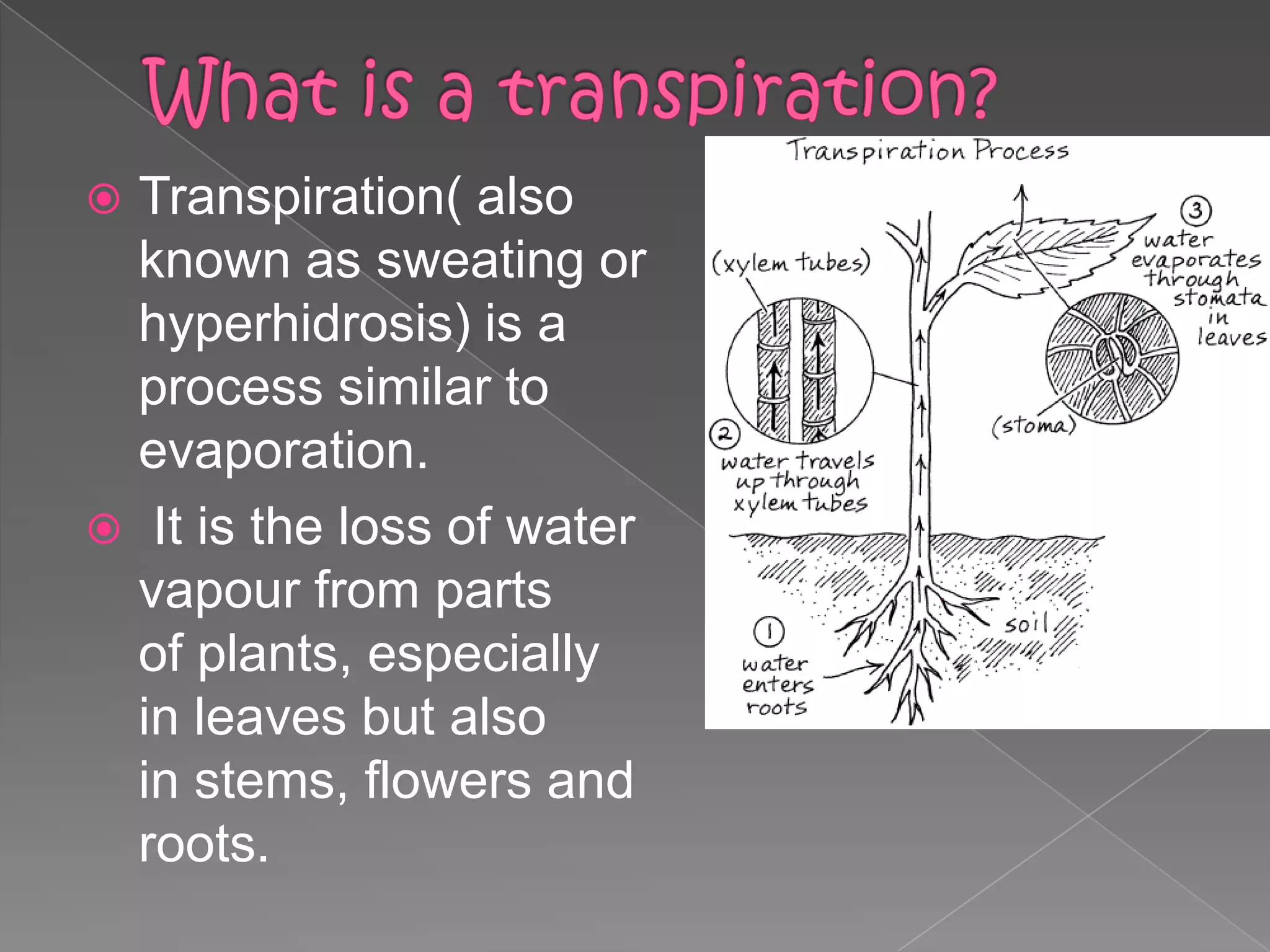 Transpiration and transpirational pull | PPTX | Gardening | Home & Garden