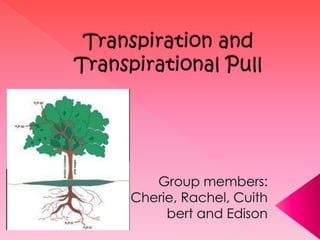 Transpiration and transpirational pull | PPTX