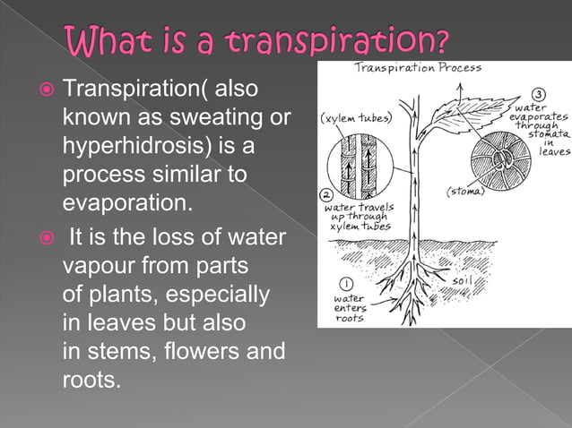 Transpiration and transpirational pull | PPTX