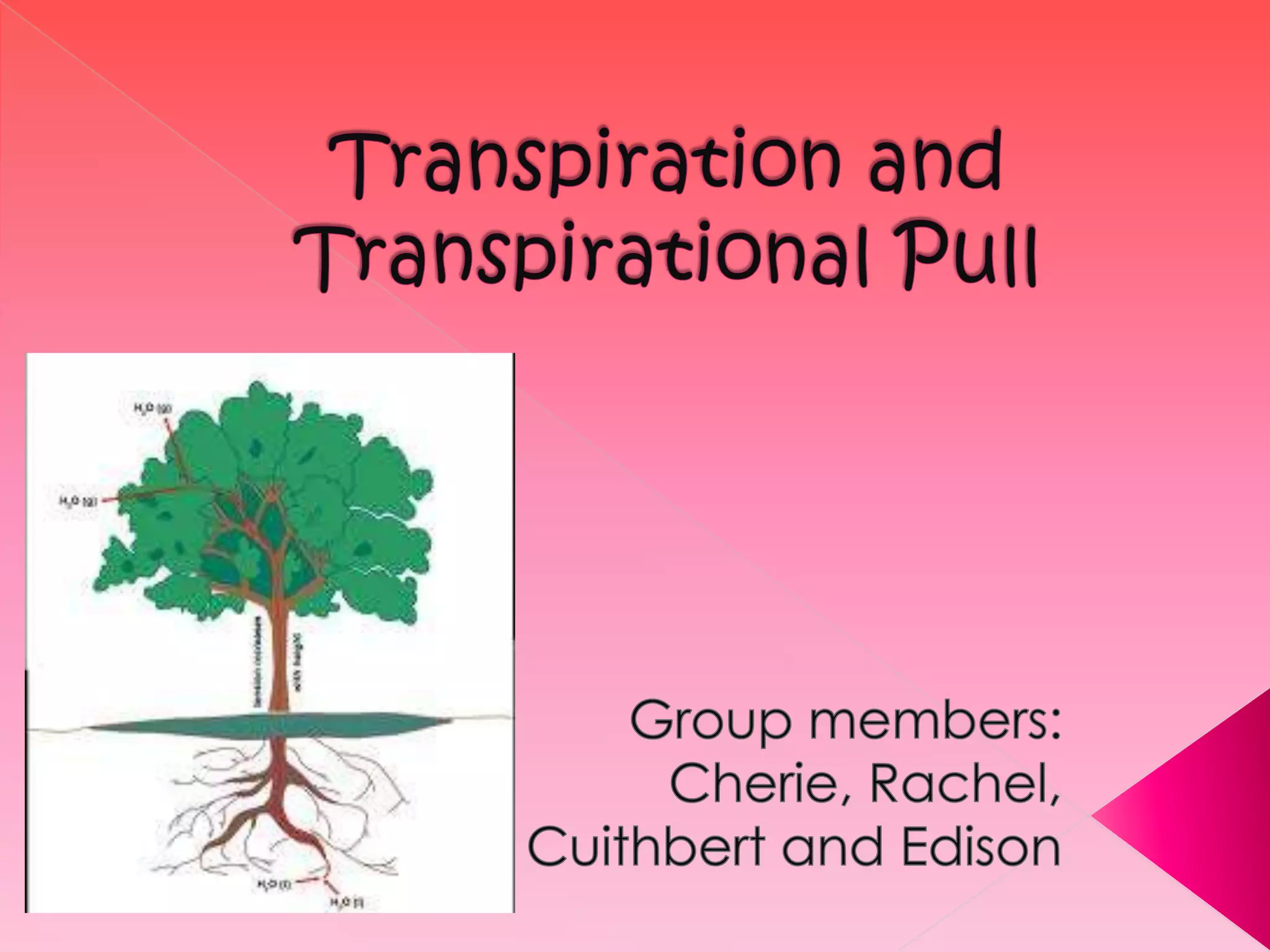 Transpiration and transpirational pull | PPTX